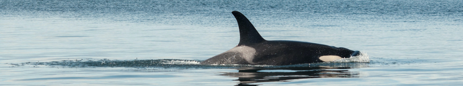 Alles over orka's spotten in IJsland | Voigt Travel